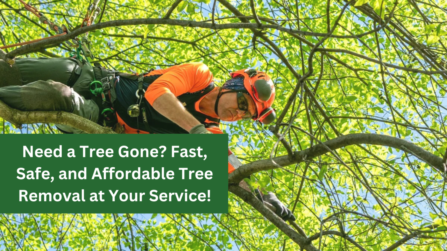 DIY vs Professional Tree Removal: Which Is Best for You?